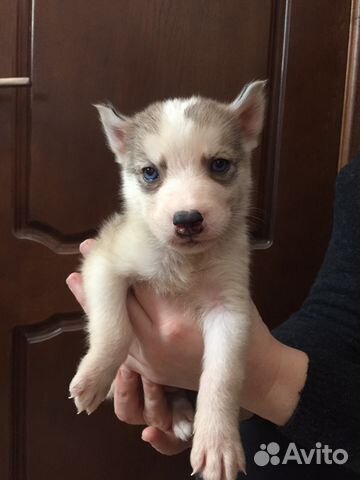 Сибирский хаски