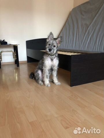 Щенок метис Кузя ищет дом