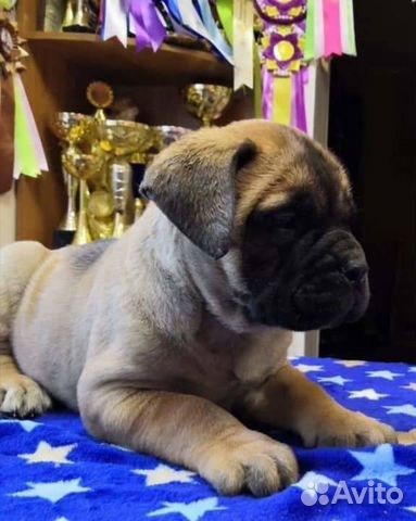 Бульмастиф