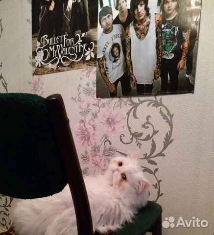 Перс на вязку