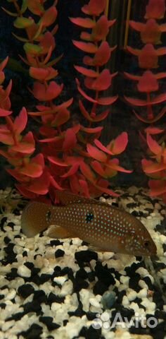 Хромис красавец готовая пара