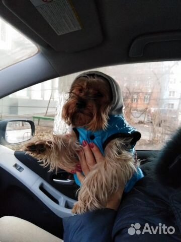 Потерялся йоркширский терьер