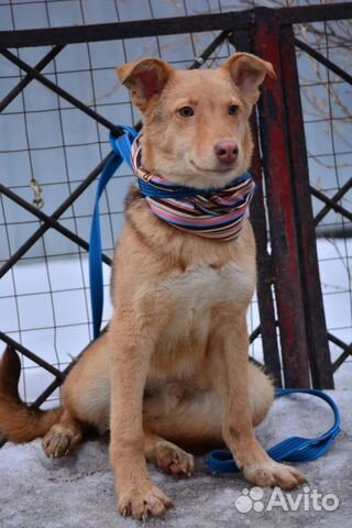 Щенок Огонек