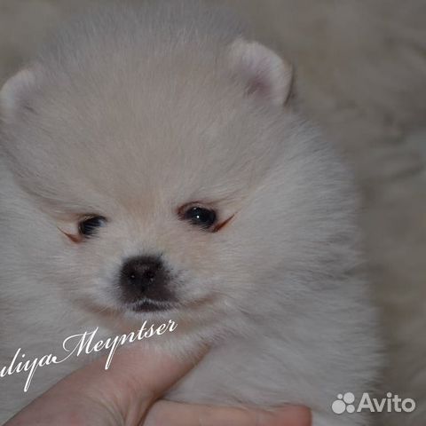 Шпицы Померанцы Крем