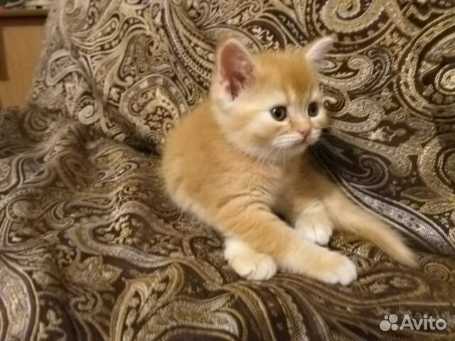 Шотландский котенок