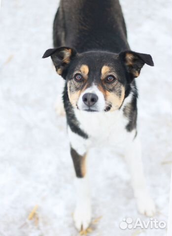 Юная мадемуазель Фифи