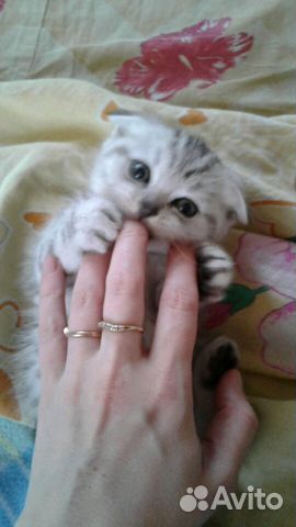 Плюшевая вислоухая Шотландская