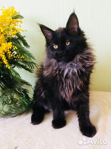 Чёрные дымные красавицы