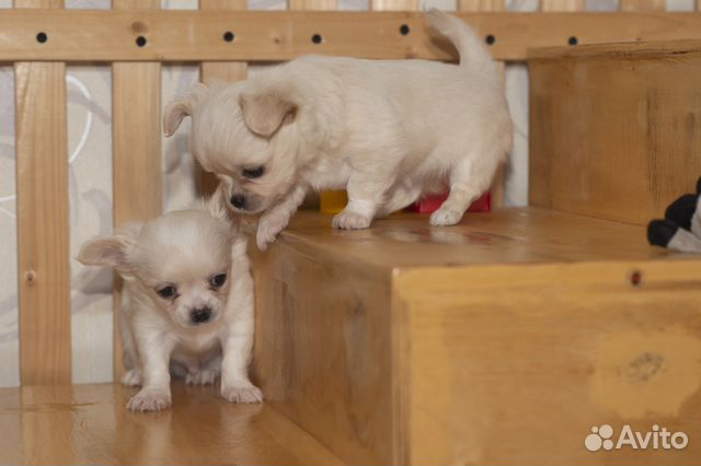 Кремовые длинношёрстные щенки Чихуахуа (РКФ)