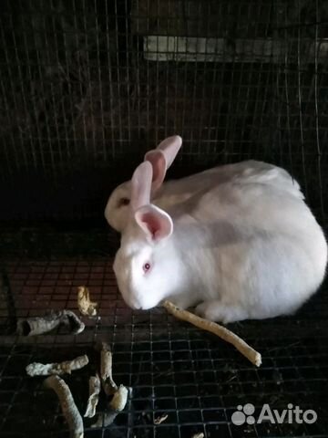 Белый Паннон