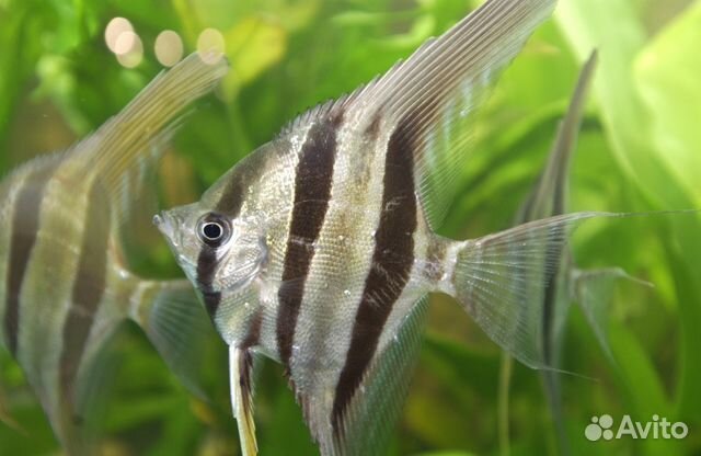 Скалярия полосатая