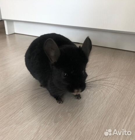 Шиншилла Экстра тёмный эбони на