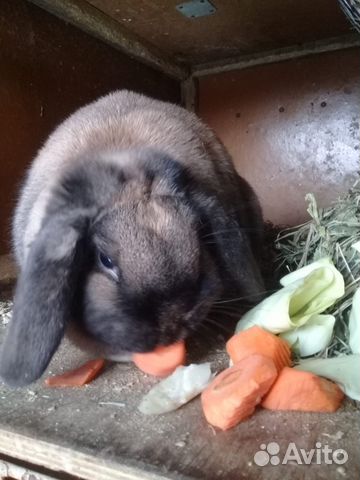 Кролик декоративный веслоухий