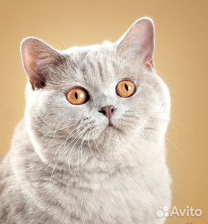 Шикарная плюшевая красавица британка