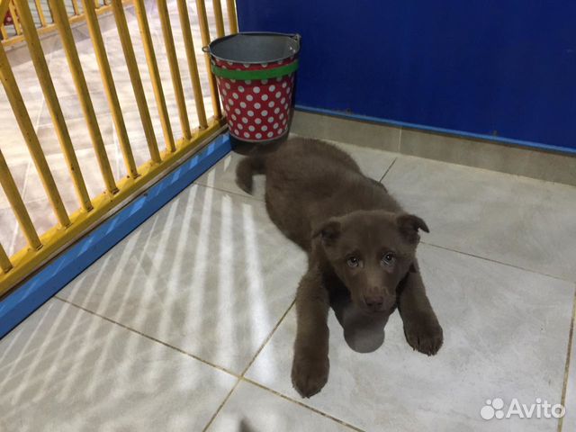 Шоколадный мальчик Барни ищет дом