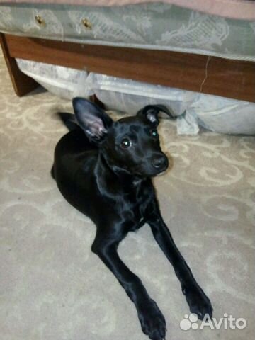 Отдадим щеночка в хорошие руки