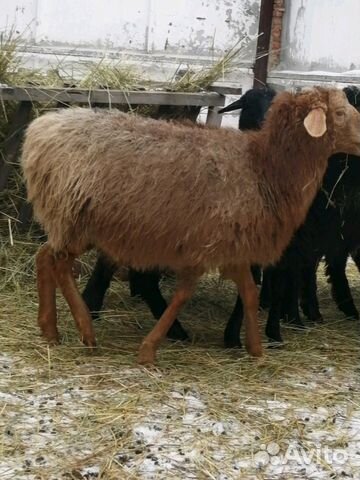 Овцы курдючные чистопородные