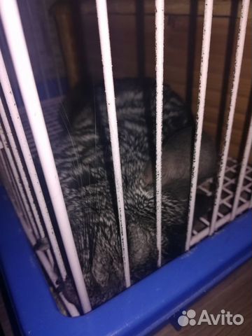 Шиншилу отдам