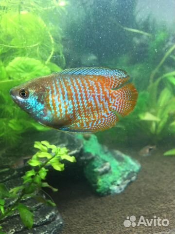 Рыбка аквариумная лялиус молодой самец