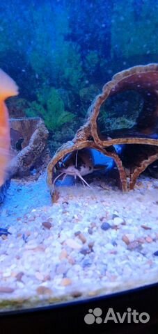 Сом мешкожаберный 30см