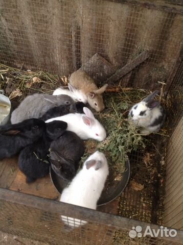 Кролики молодняк