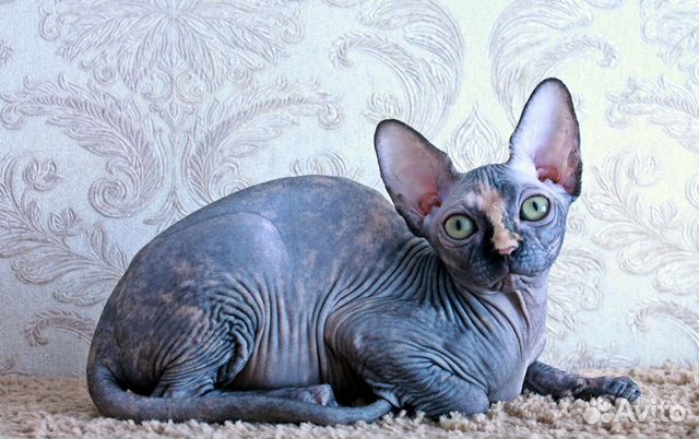 Великолепная красотка