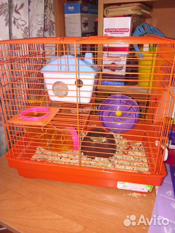 Продам хомичков