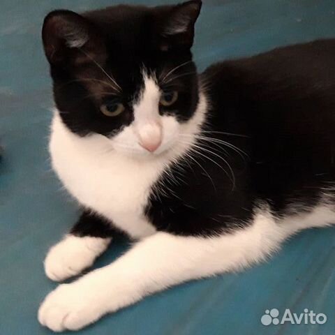 Пеппи ищет добрых хозяев