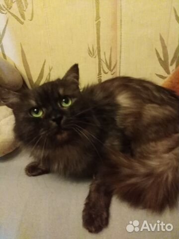 Котик Мартин в добрые руки