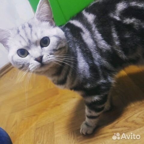 Отдам в свези с переездом в другой город