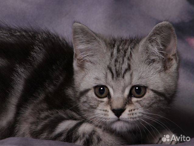 Подрощеный британский котик 6 мес