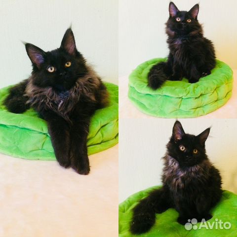 Мейнкуны котята