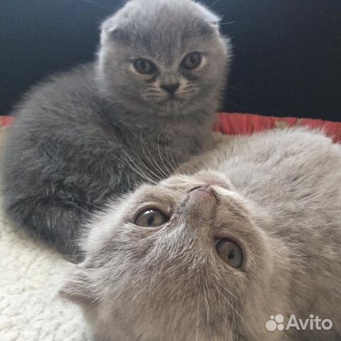 Шотланка девочка 2 м