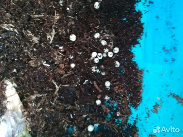 Яйца улиток