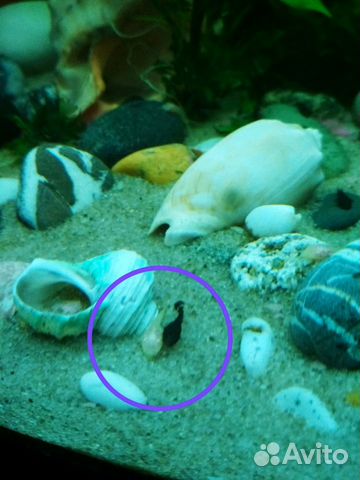 Сомик Анциструс (золотой/альбинос)