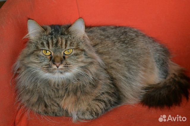 Сибирская стерилизованая киса