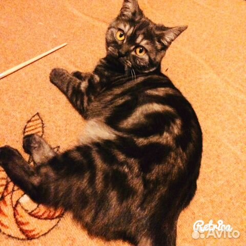 Отдам в добрые руки британочку