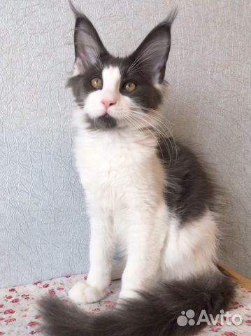 Котики мейн-куны. Питомник