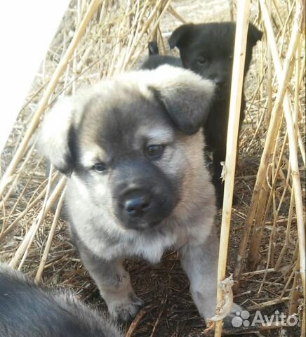 Очаровательные малыши ищут дом и семью