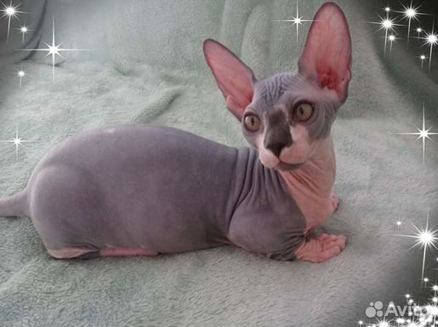 Бамбино девочка-подросток