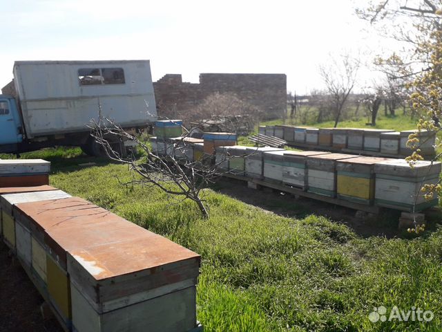 Продаю пчелиные семьи
