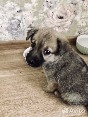 Отдам собаку в заботливые руки