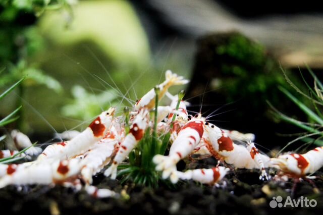 Аквариумные креветки (Caridina sp.)