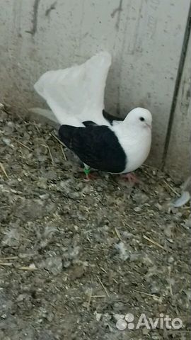 Продажа голубей