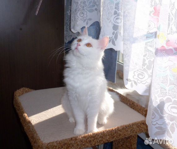 Белая красотка в добрые руки