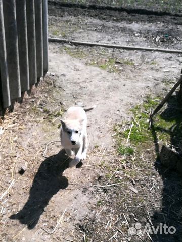 Девочка - лайка