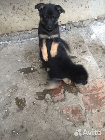 Щенки