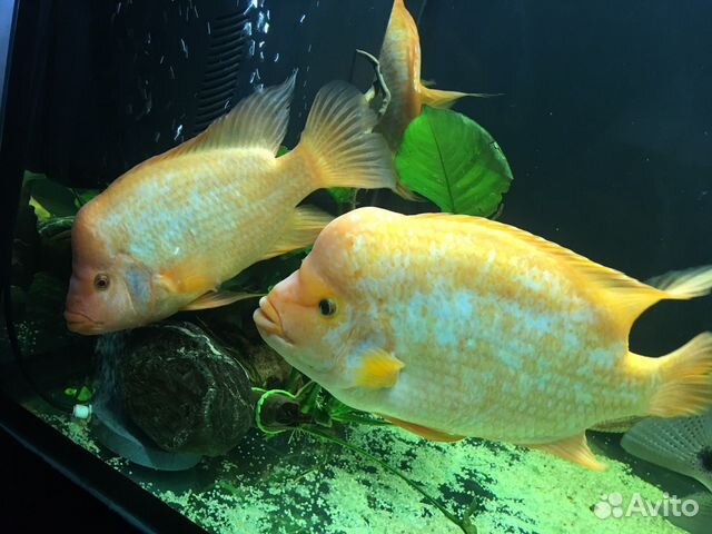 Лабиатум цихлазома, взрослый и подросток