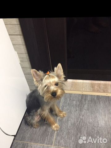 Пропала собака