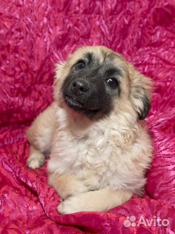 Маленькая Зефирка ищет дом щенок в дар